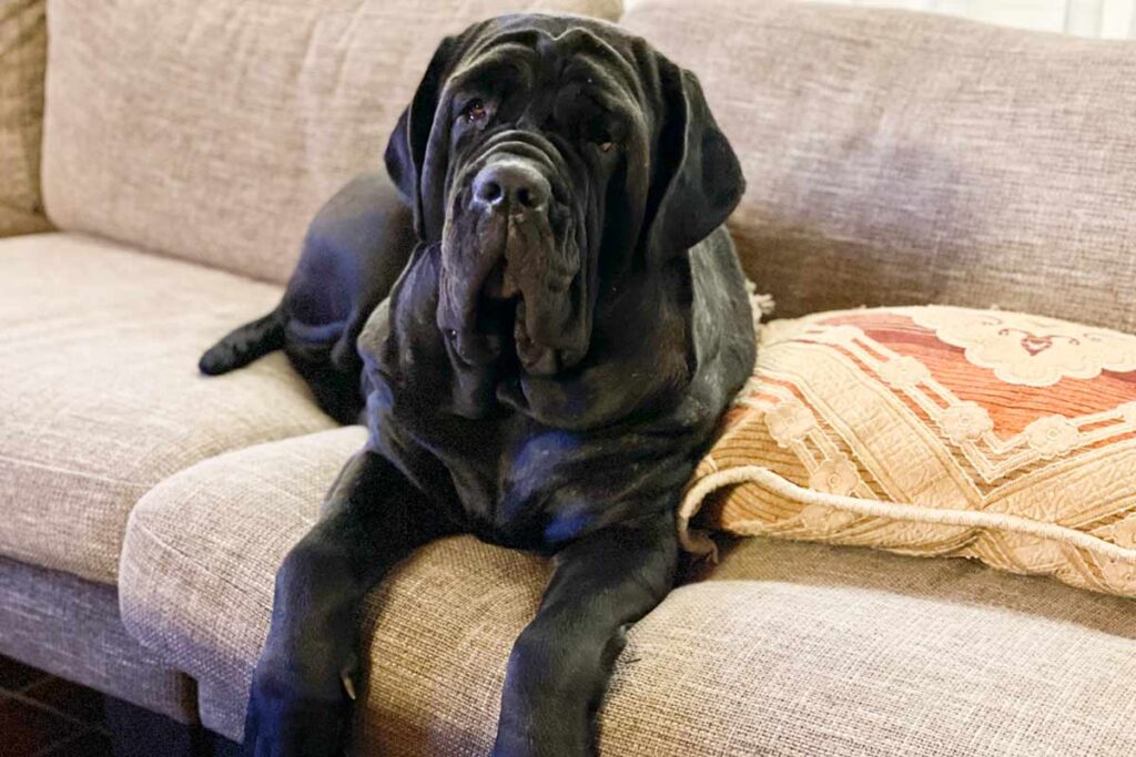 Shea Stromi Mastino Napoletano Guard of the District a breeding female ...