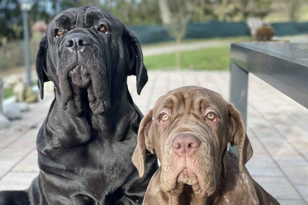 Nymeria Mastino Napoletano Guard of the District a breeding female ...